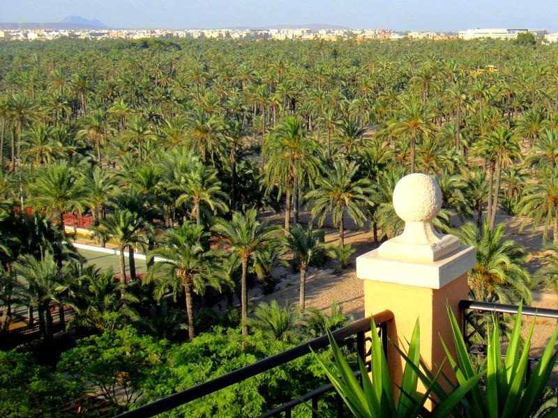 Elche celebra el 21 aniversario del Palmeral como Patrimonio de la ...